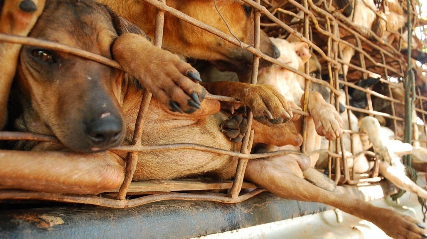 Petition · Save dogs, not eat them - Philippines · Change.org