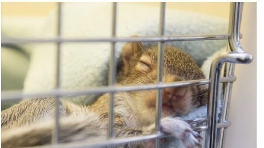 Petition · Save Grey squirrels and Muntjac deer - United Kingdom ...