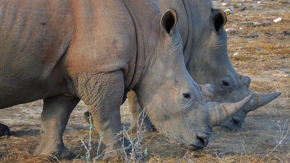 Petition · BE KIND TO EVERY KIND NOT JUST MANKIND - Philippines ...