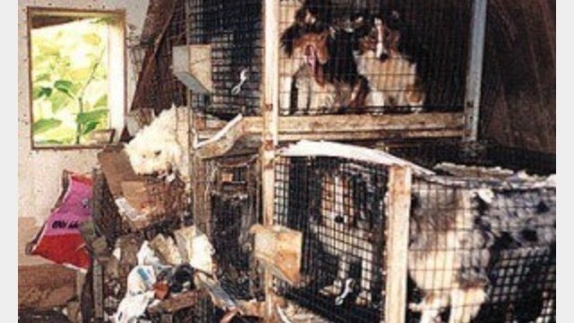 Petition · Stop animal mills now! - United States · Change.org