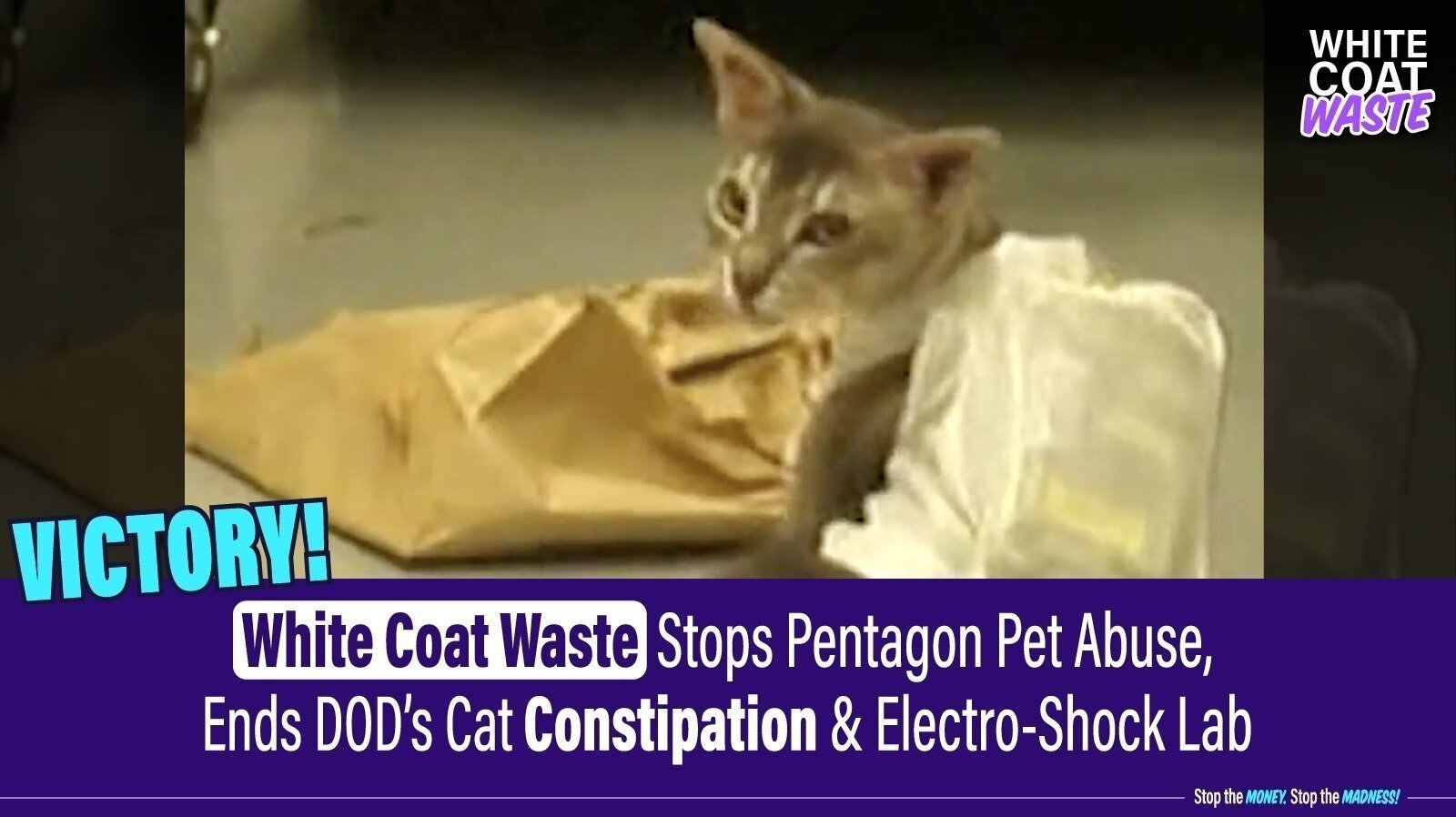 Petition update · We Shut Down the Pentagon’s Cruel Cat Lab · Change.org