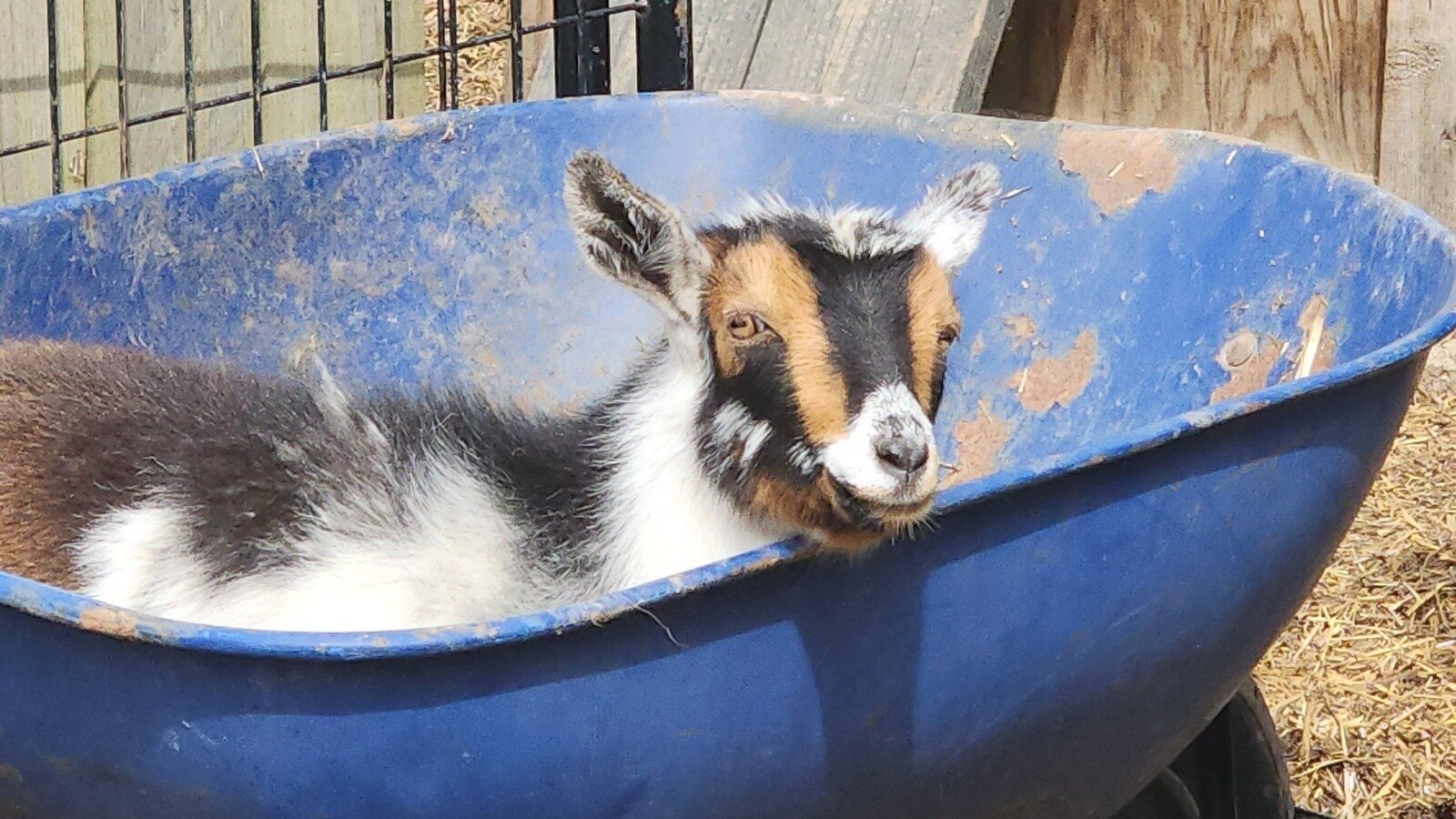 Petition · Allow Us to Keep Our Fence and ESA Goats - Lansing, United ...