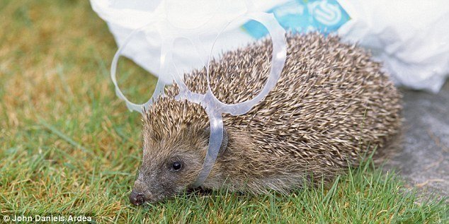 Petition · Carling: Stop using plastic rings that kill animals ...