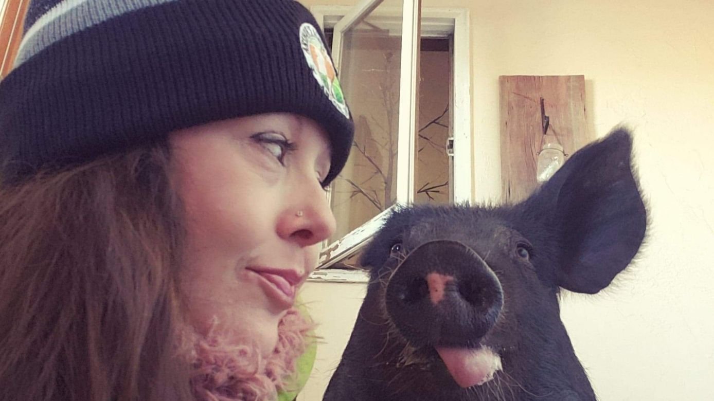 Petition · Tell WI NO ear tags for pet pigs - United States · Change.org
