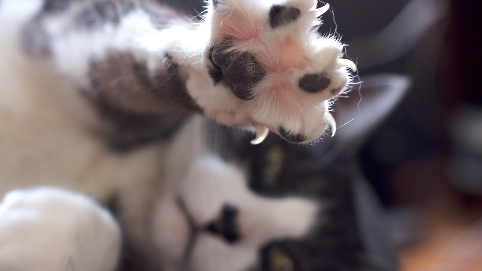 Petition · Declawing is Inhumane, Show That You Care - United States ...