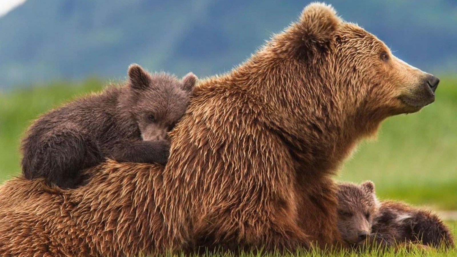 Petizione · Salviamo mamma orso - Italia · Change.org