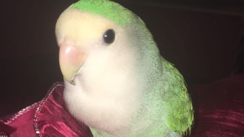 Petition · Get Coconut Back - United States · Change.org