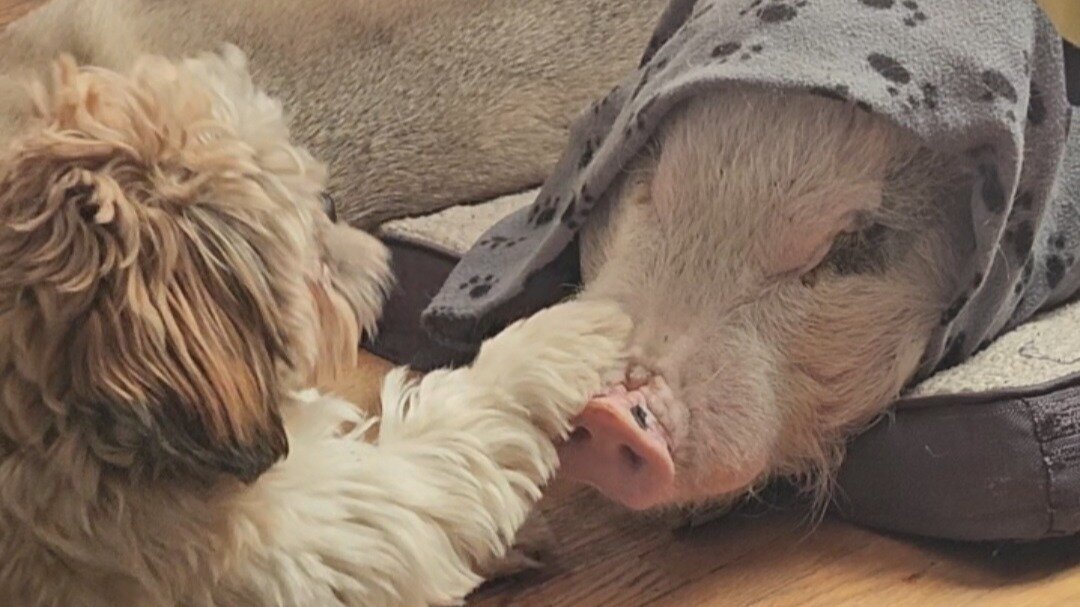 Petition · Update Belleville's bylaw to recognize mini pigs as pets ...