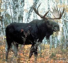 Petition · Change the Name of a Group of Moose to "Meese" - Kuwait ...