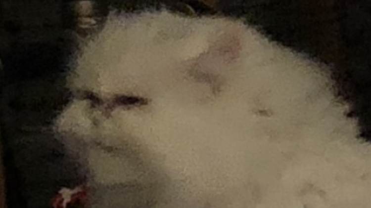 Petition · Petition to make my cat a meme - United States · Change.org