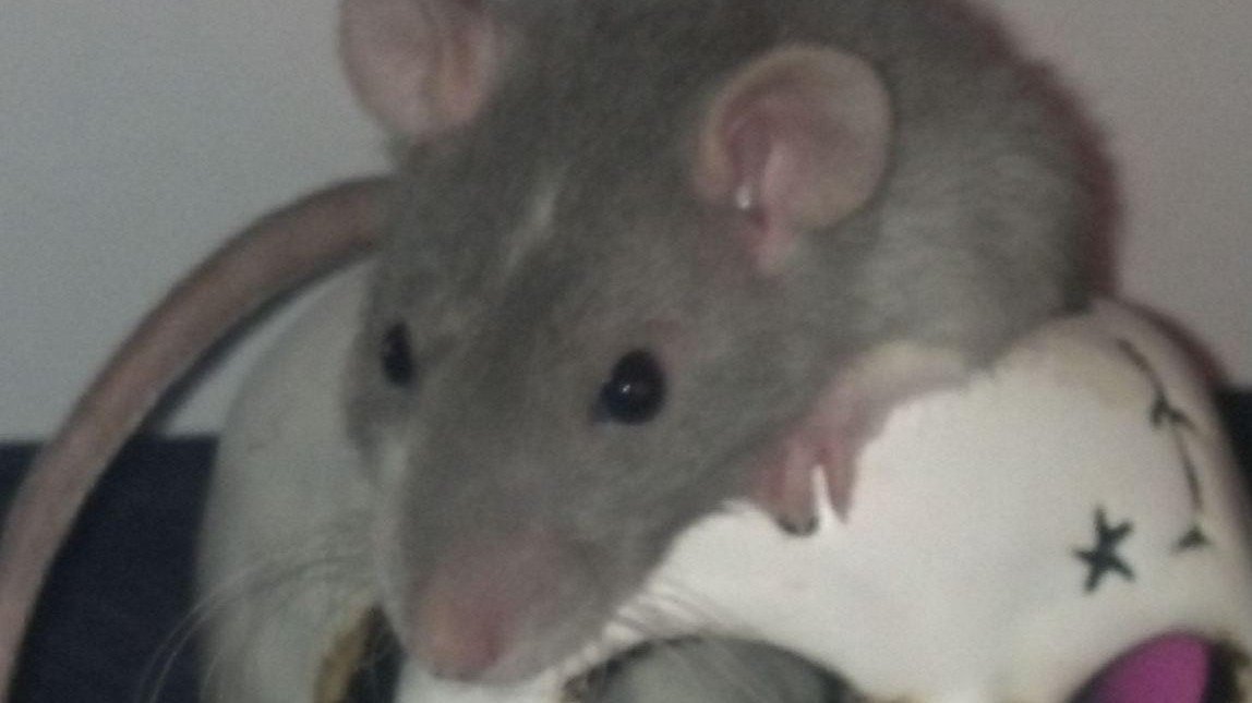 Petition · PET RATS AND MICE DESERVE EQUAL PROTECTION UNDER CRUELTY AND ...