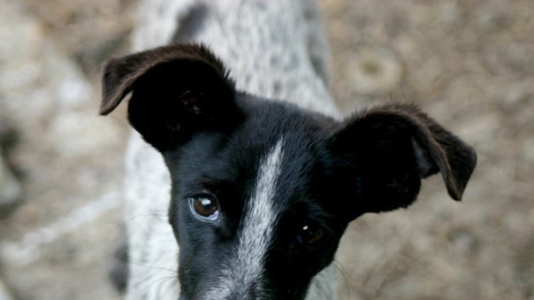 Petition · Construir Albergue Perros Desamparados en Sto. Dgo. D.R ...