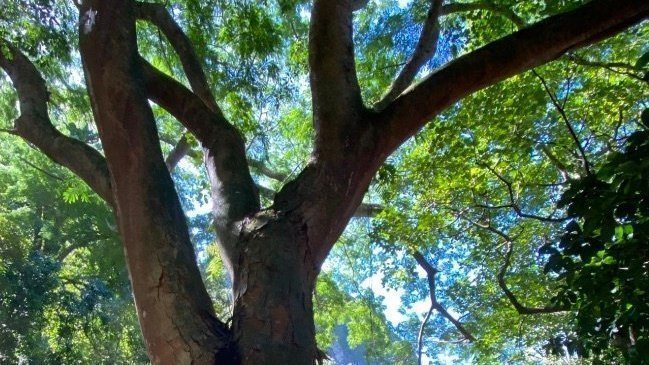 Petition · Pledge to Plant a Tree this Earth Day 2020 - United States ...