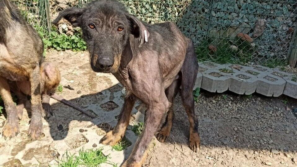 Petition · Cease Animal Cruelty and Promote Adoption over Breeding ...