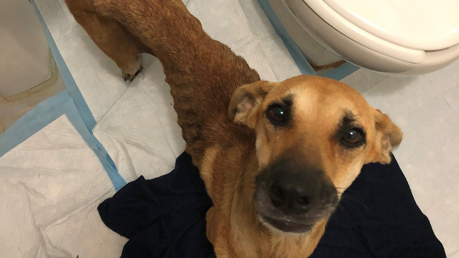 Petition · Help the animals of Saipan! - United States · Change.org