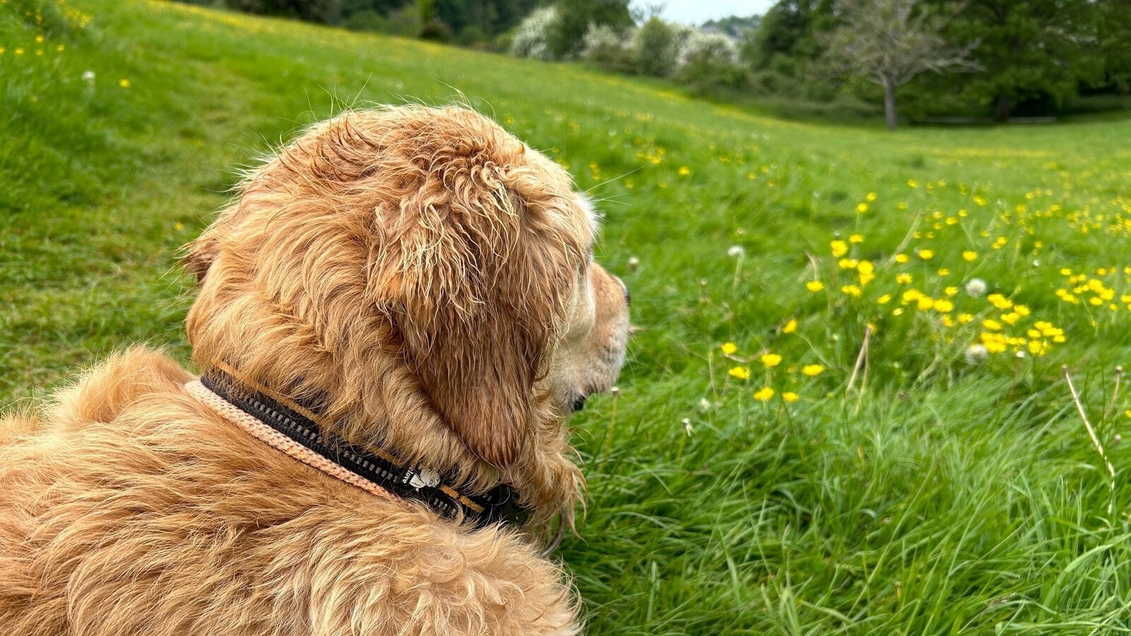 Petition Stop The Fines For Walking Dogs Off lead On Local Sports Petition Stop The Fines For Walking Dogs Off lead On Local Sports