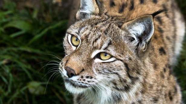 Petition · Reintroduce the Eurasian lynx to the UK - United Kingdom ...