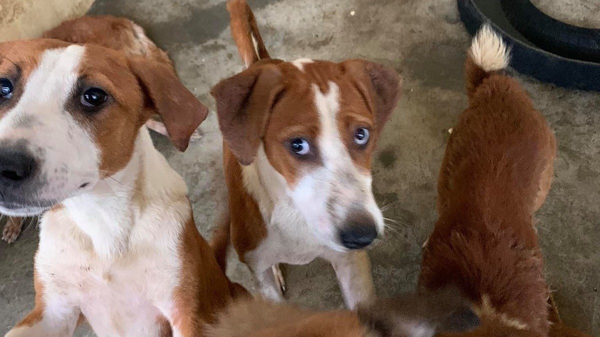 Petition · Fundraising for Stray Dogs and Cats - Philippines · Change.org