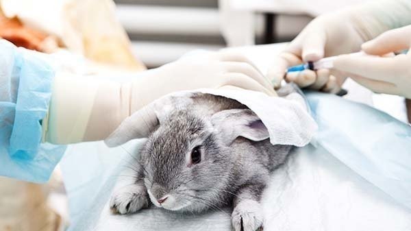 Petition · Animal Testing ban in Canada - Canada · Change.org
