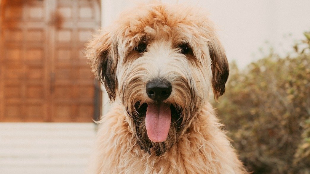 Petition · Dogs Against Aggression - United States · Change.org
