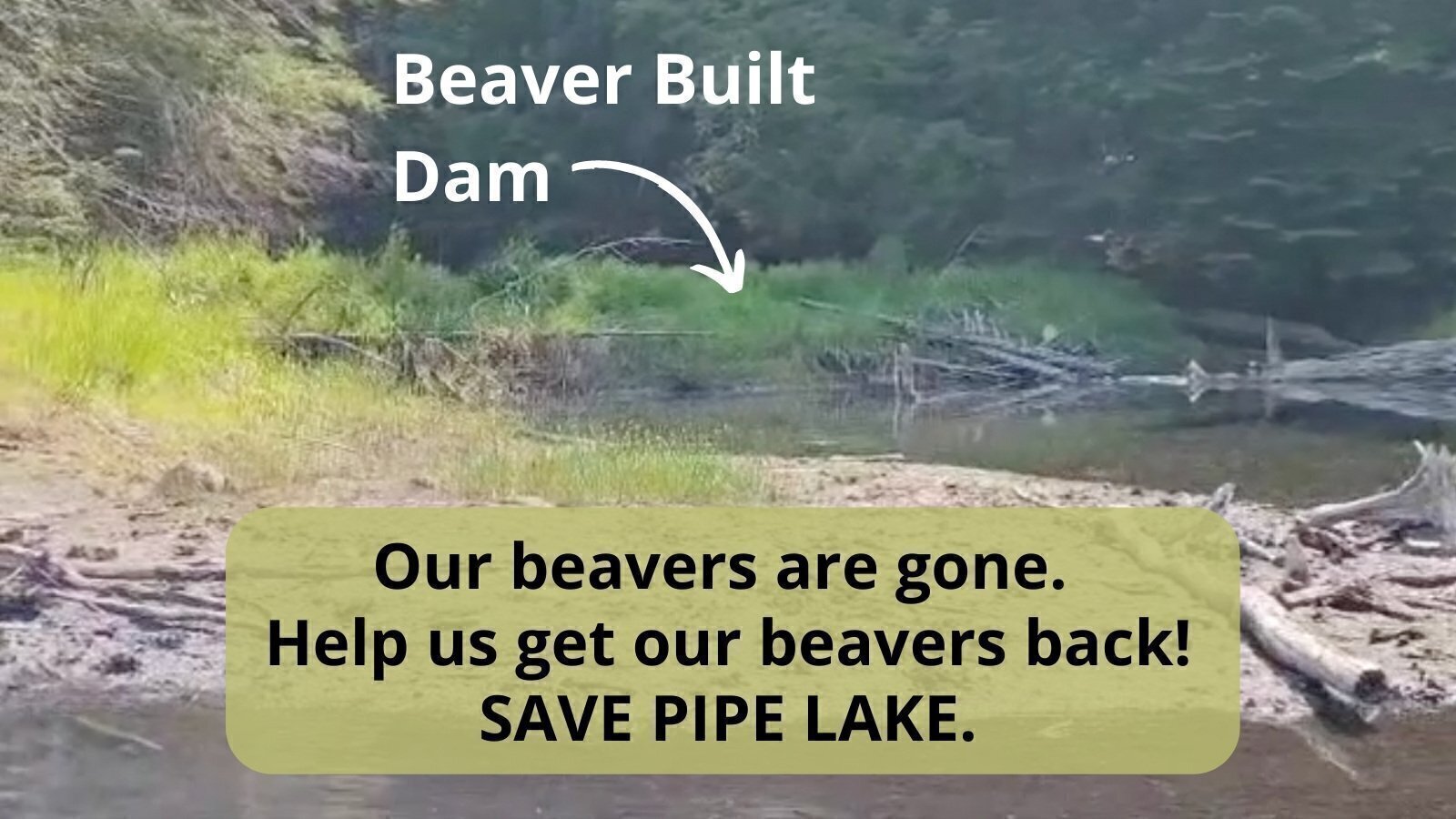 Petition · Help Save The Wildlife in Pipe Lake, Faraday, Ontario ...