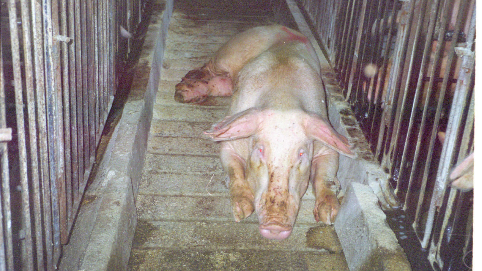 Petition · Call on the USDA to protect ALL farm animals! - United ...