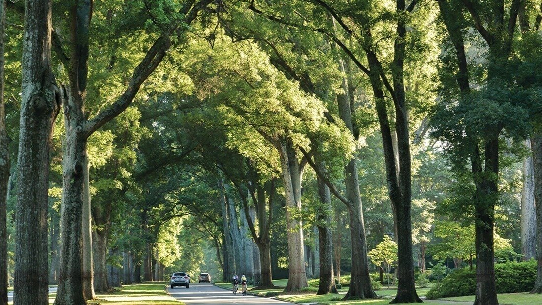 Petition Protect Charlotte S Shrinking Tree Canopy Before It Vanishes