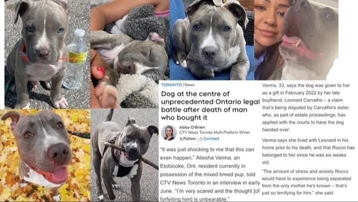 petition-ensure-that-pets-are-no-longer-considered-property