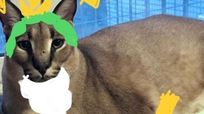 Petition · Floppa religion - United States · Change.org