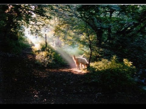 Petition · SAVE THE GRETAS* · Change.org