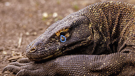 Petición · Stop the illegal poaching of Komodo Dragons - México ...
