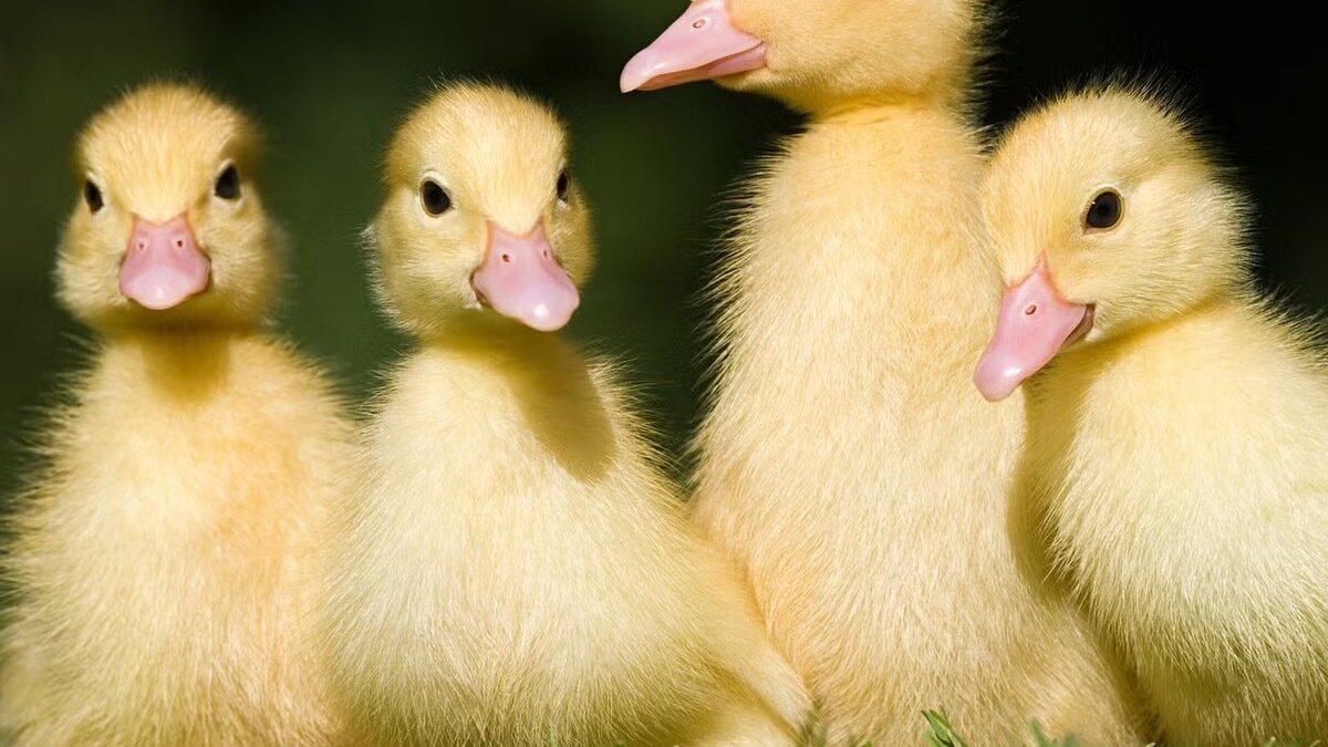 Petition · Mom. Let me get a pet duck. - United States · Change.org