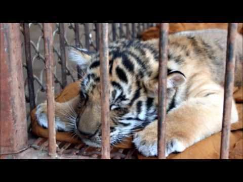 Petition · Stop Tiger Cruelty in Asia - Australia · Change.org