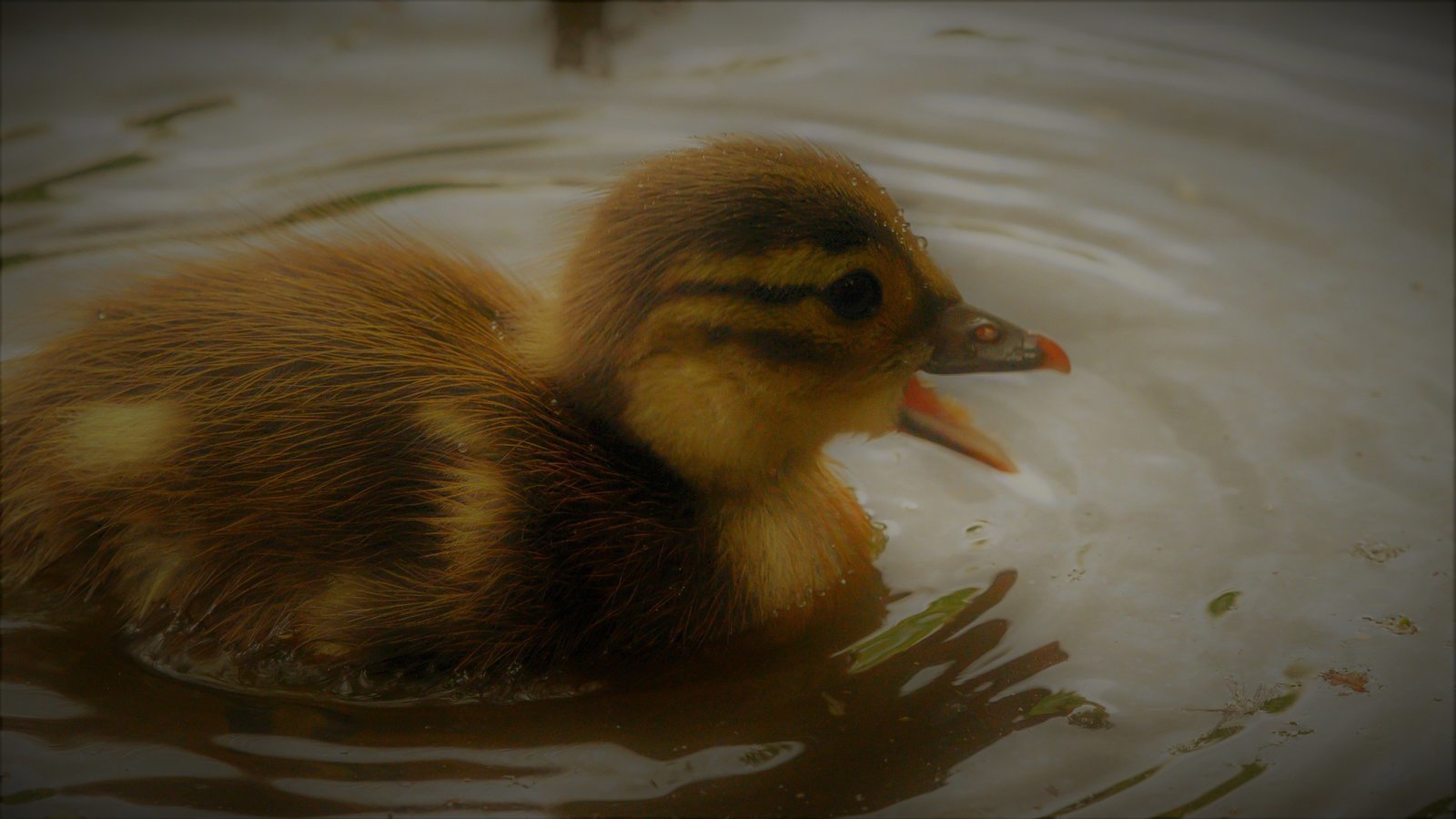 Petition · Change ladders back to 16 for 4 iron. - New Zealand · Change.org