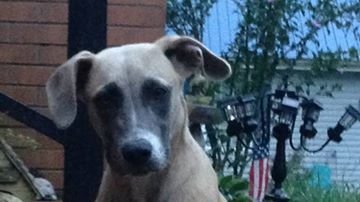 Petition · Time For A Positive Change For Moore County Animal Control ...