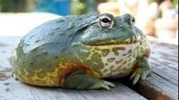 Petition · Fat toadlet