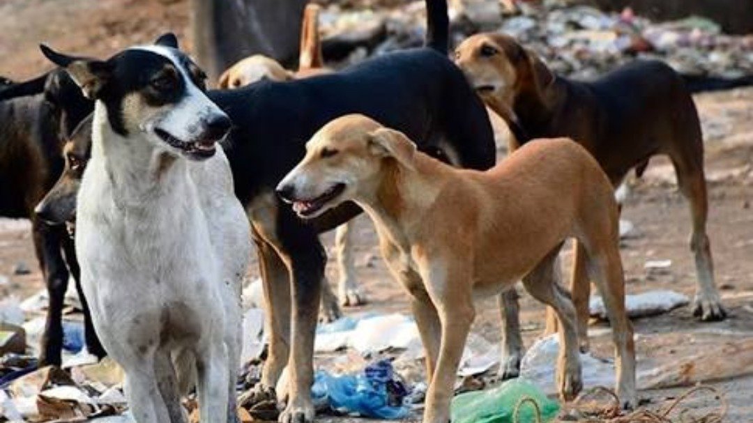 Petition · Free Government shelter for stray animals. - India · Change.org