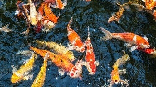 Petition · Koi carp - New Zealand · Change.org