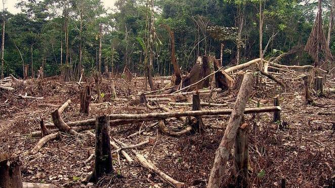 Petition · Ban Deforestation in the U.S. - United States · Change.org