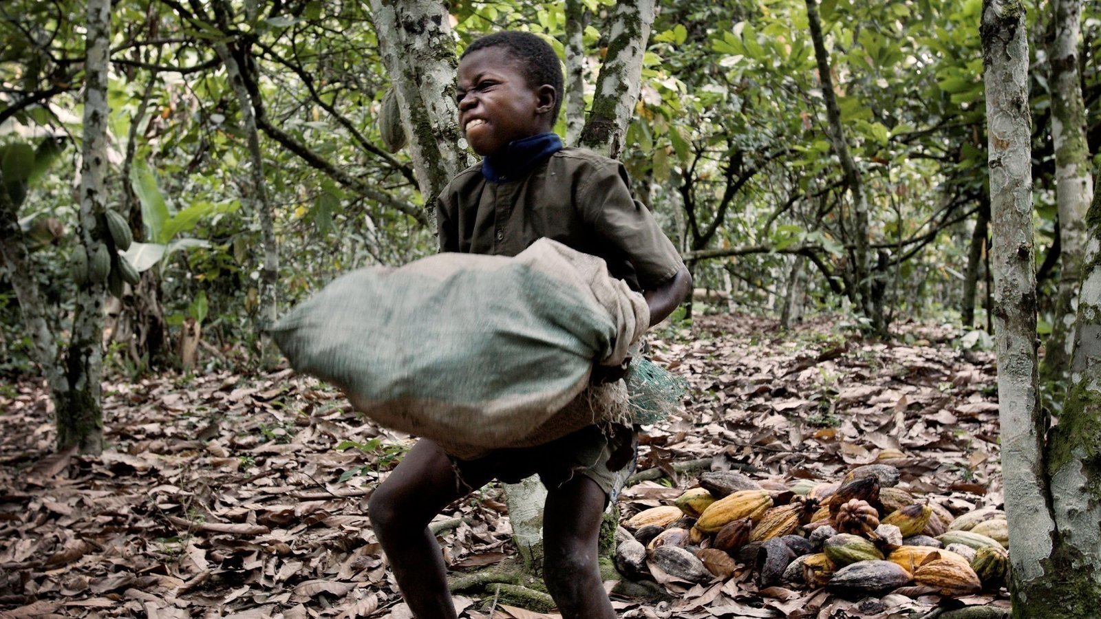 Petition · STOP CHILD LABOR IN THE CHOCOLATE INDUSTRY! - United States ...