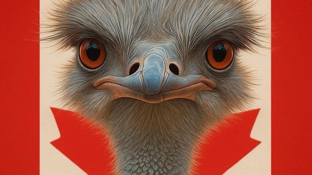 Petition · Save the Ostriches in Edgewood – Stop the Unjust Cull ...