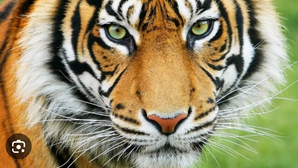Petition · STOP TIGER POACHING - United Kingdom · Change.org