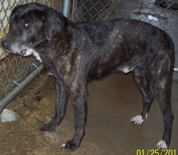 Petition · Stop Lewisburg Animal Shelter from the Inhumane Handling of ...