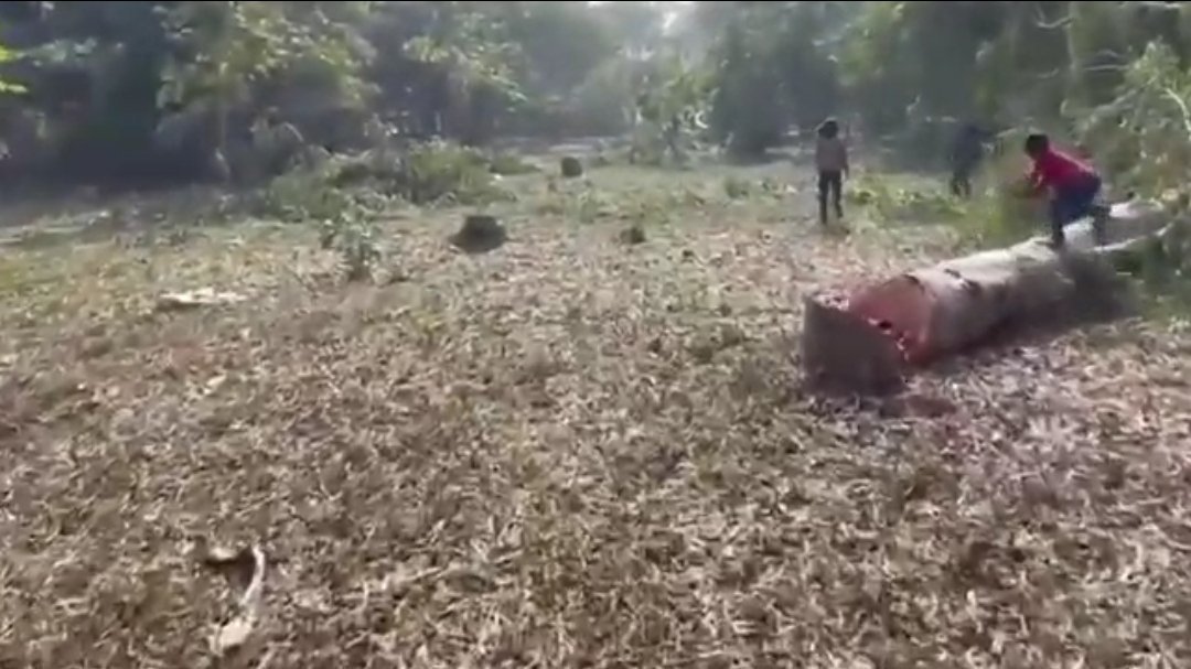 Petition · Stop cutting trees save environment. - India · Change.org