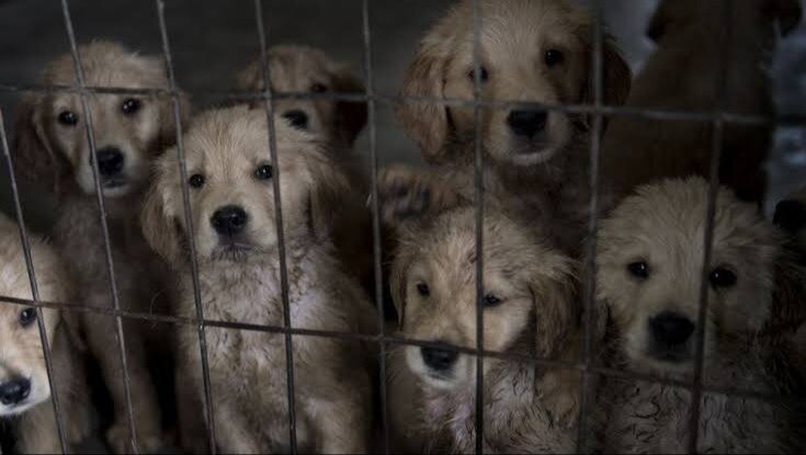 Petition · Demand Stronger Animal Welfare Laws Now - Philippines ...