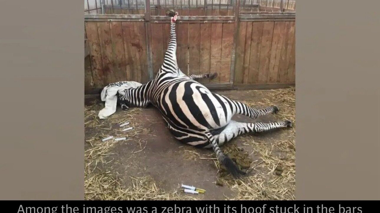 Petition · Demand the Closure of South Lakes Safari Zoo and Rehoming of ...