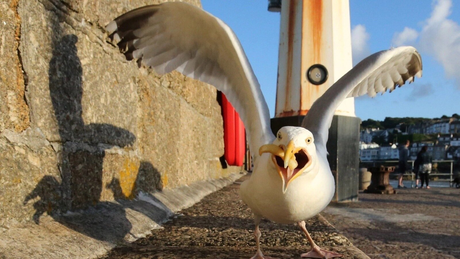 Petition · Prevent Seagull Attacks in Dublin City Centre and ...