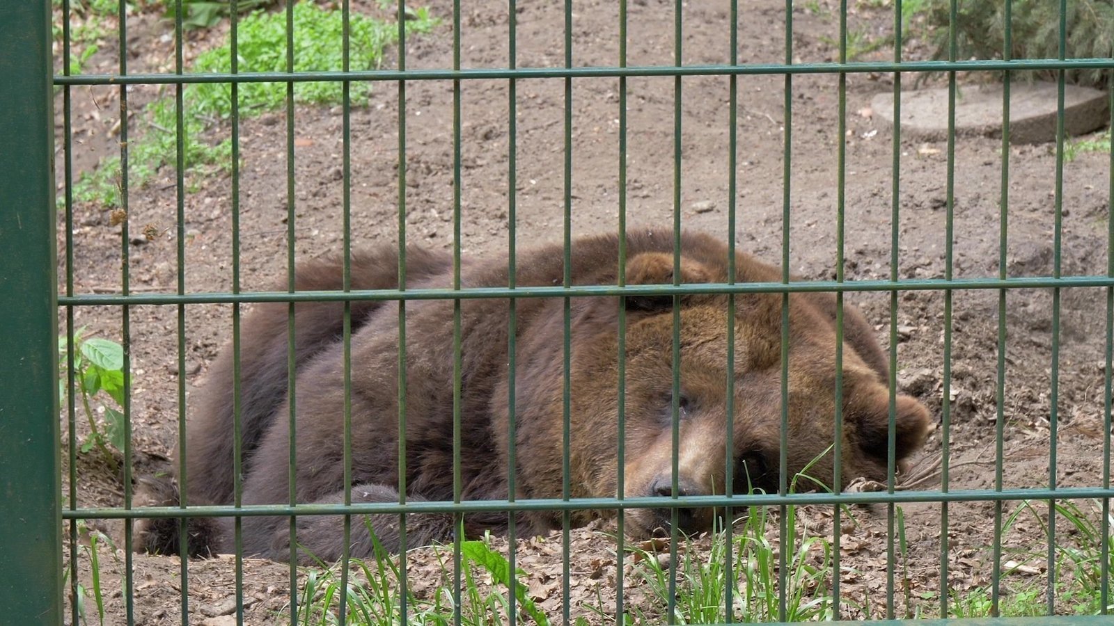 Petition · Free Animals - Belgium · Change.org