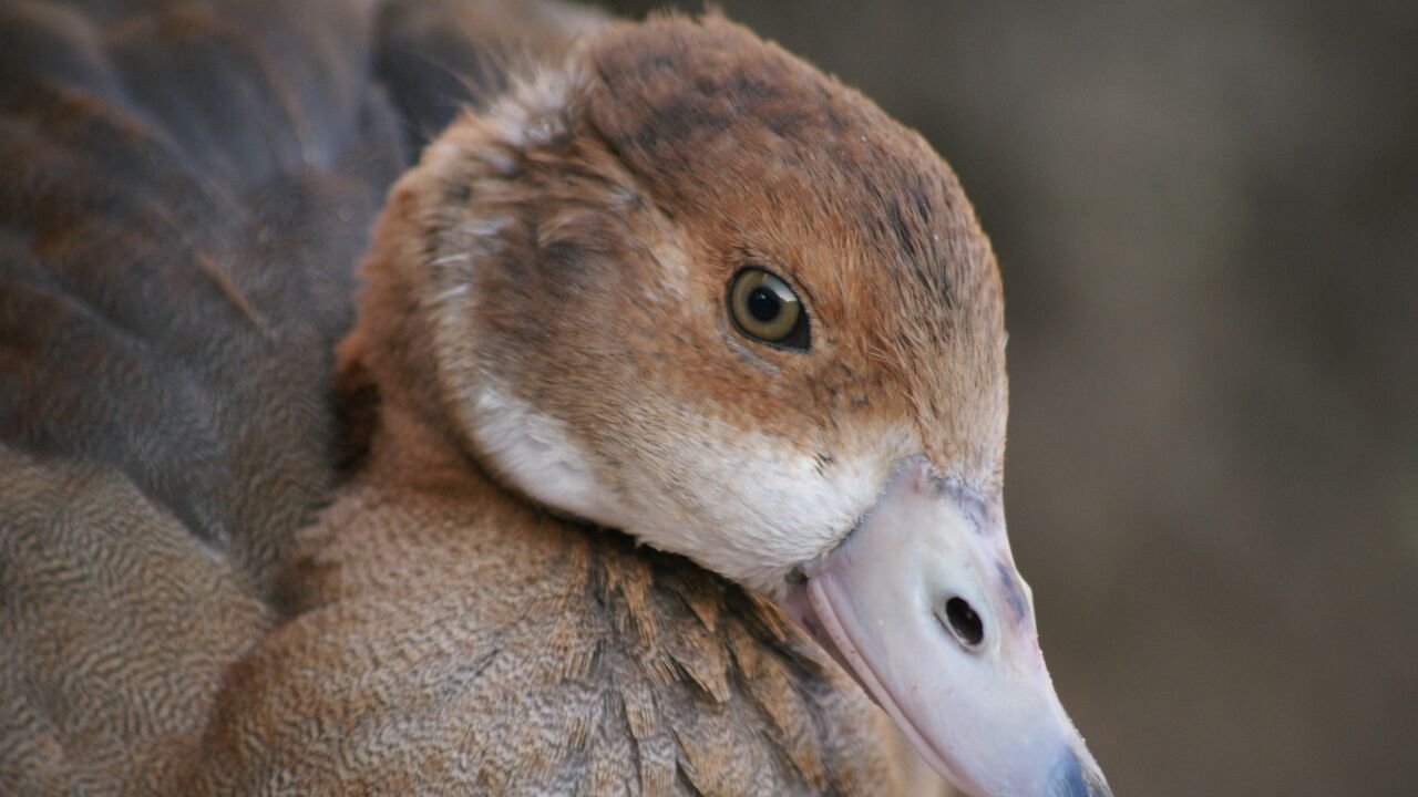 Petition · Save Howard Hamlet's "Ducky" - South Africa · Change.org