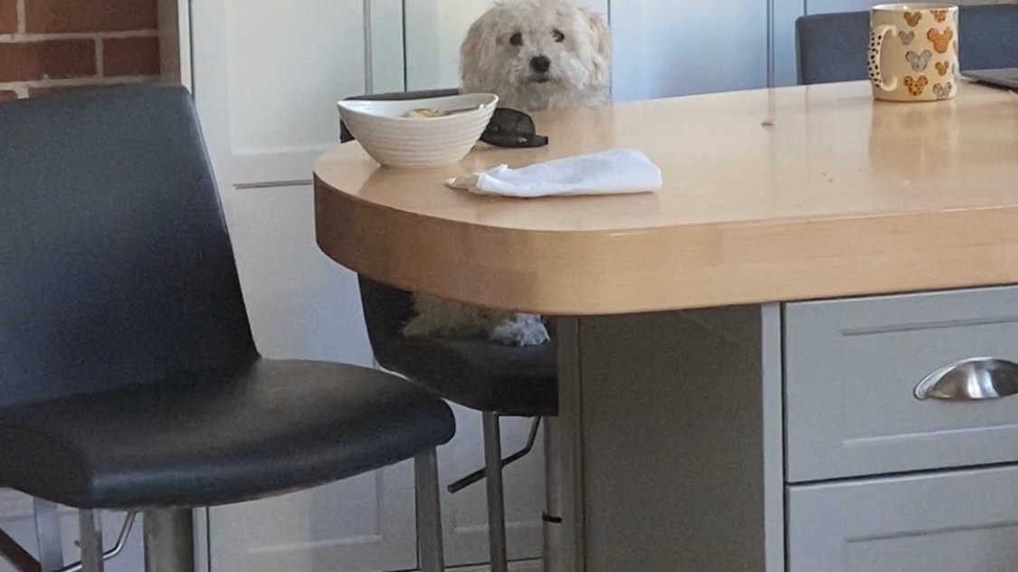 Petition · Equal Dog Rights - Canada · Change.org